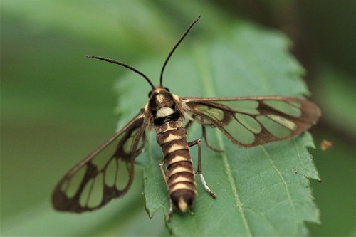 Ceryx claremonti · iNaturalist Mexico