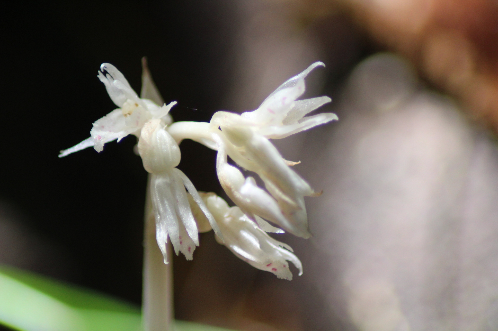 Epipogium roseum (D.Don) Lindl.
