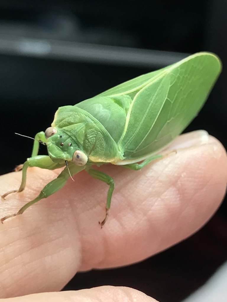 Lesser Bladder Cicada from Proserpine QLD 4800, Australia on March 26 ...