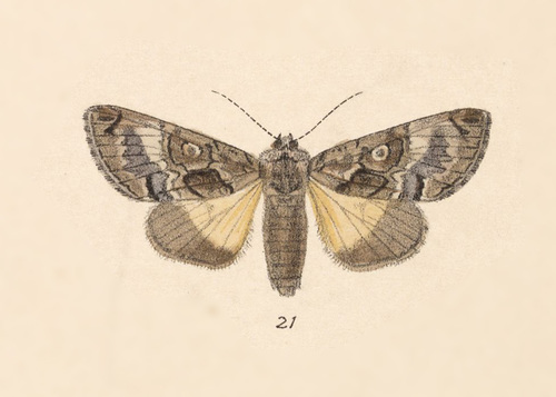 Charadra pata · iNaturalist