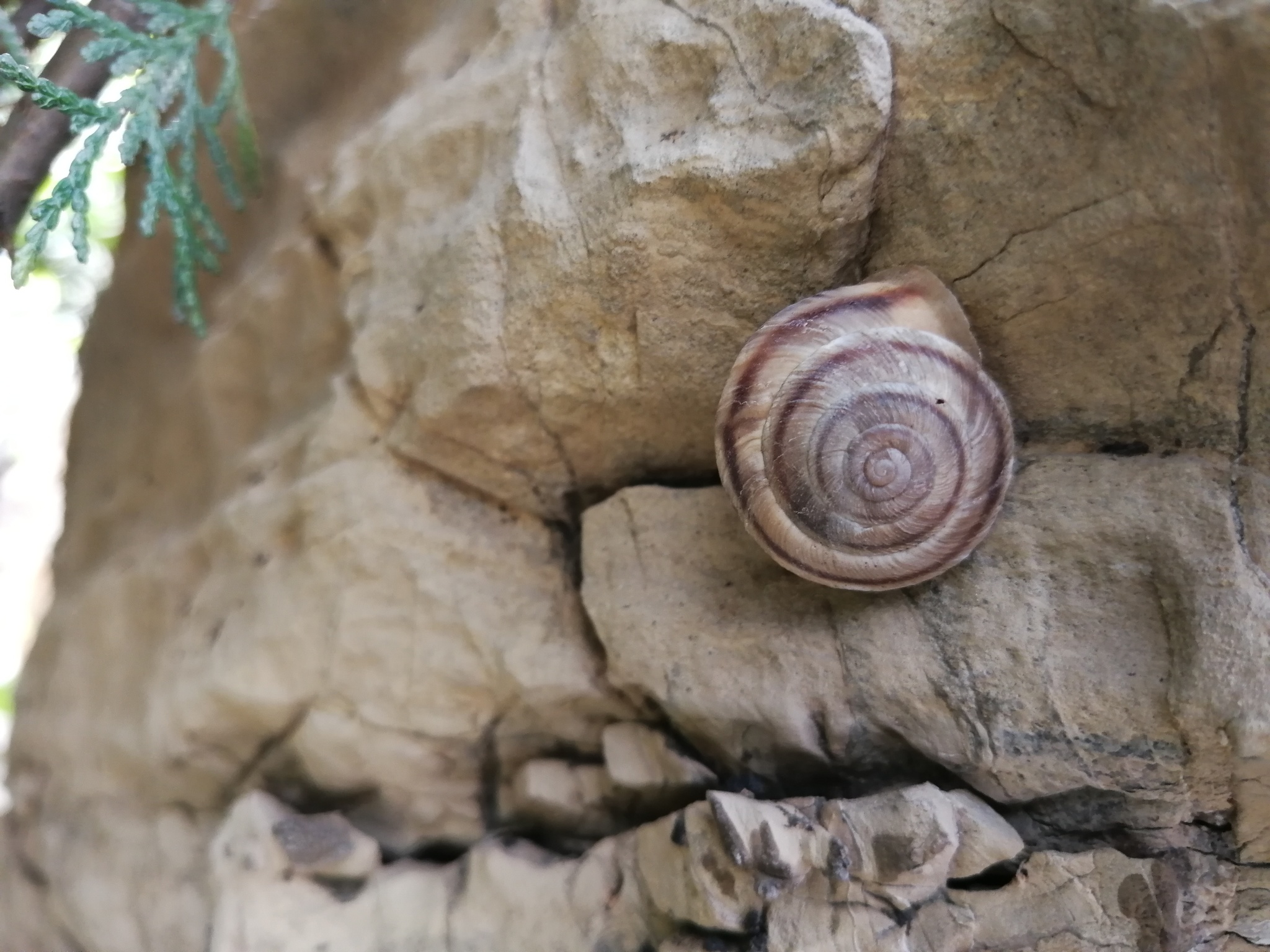 Pseudiberus Ancey, 1887