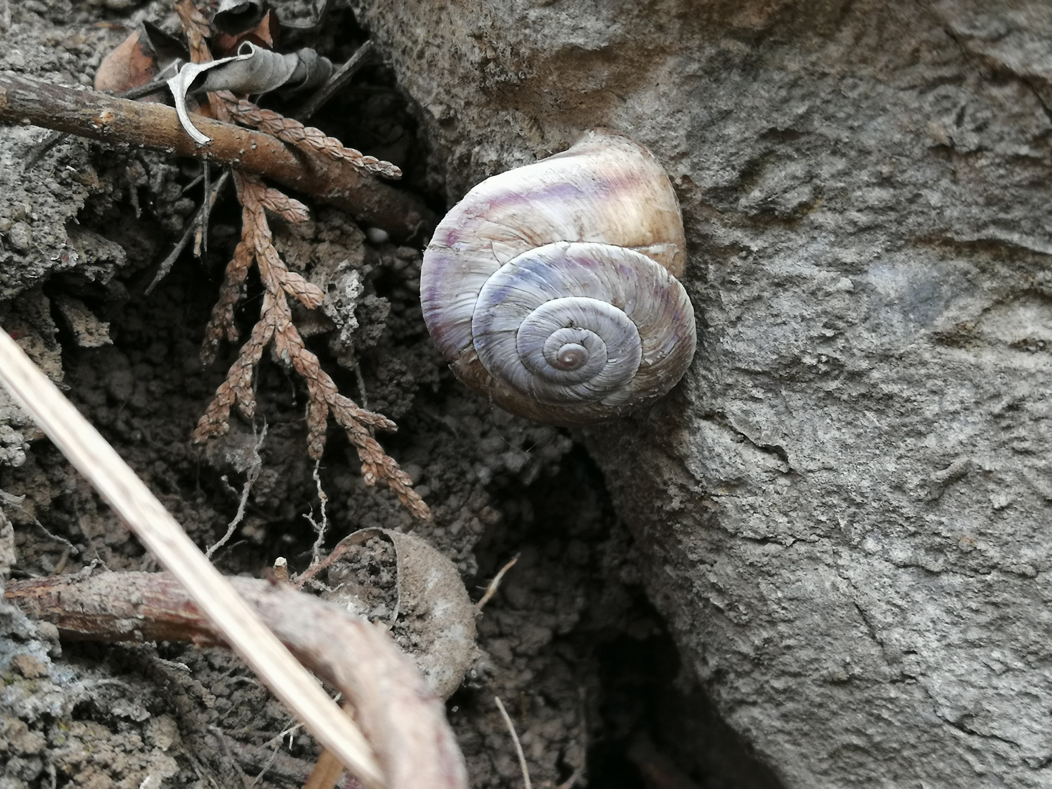 Pseudiberus Ancey, 1887