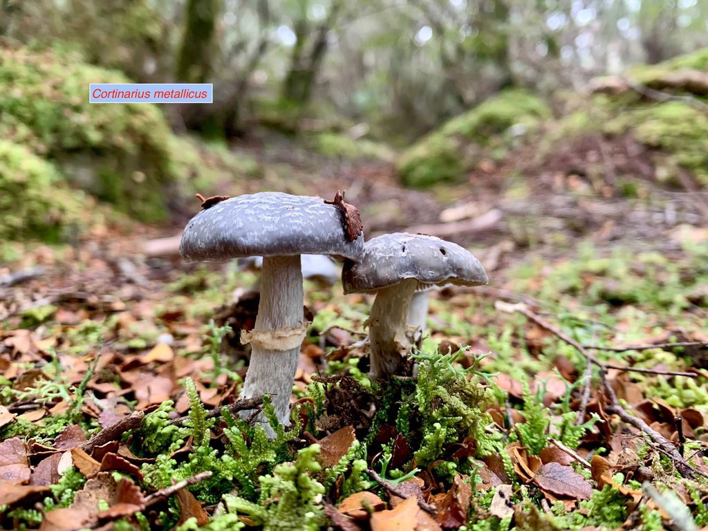 Cortinarius sect. Rozites from Mount Arthur, Lilydale TAS 7268 ...