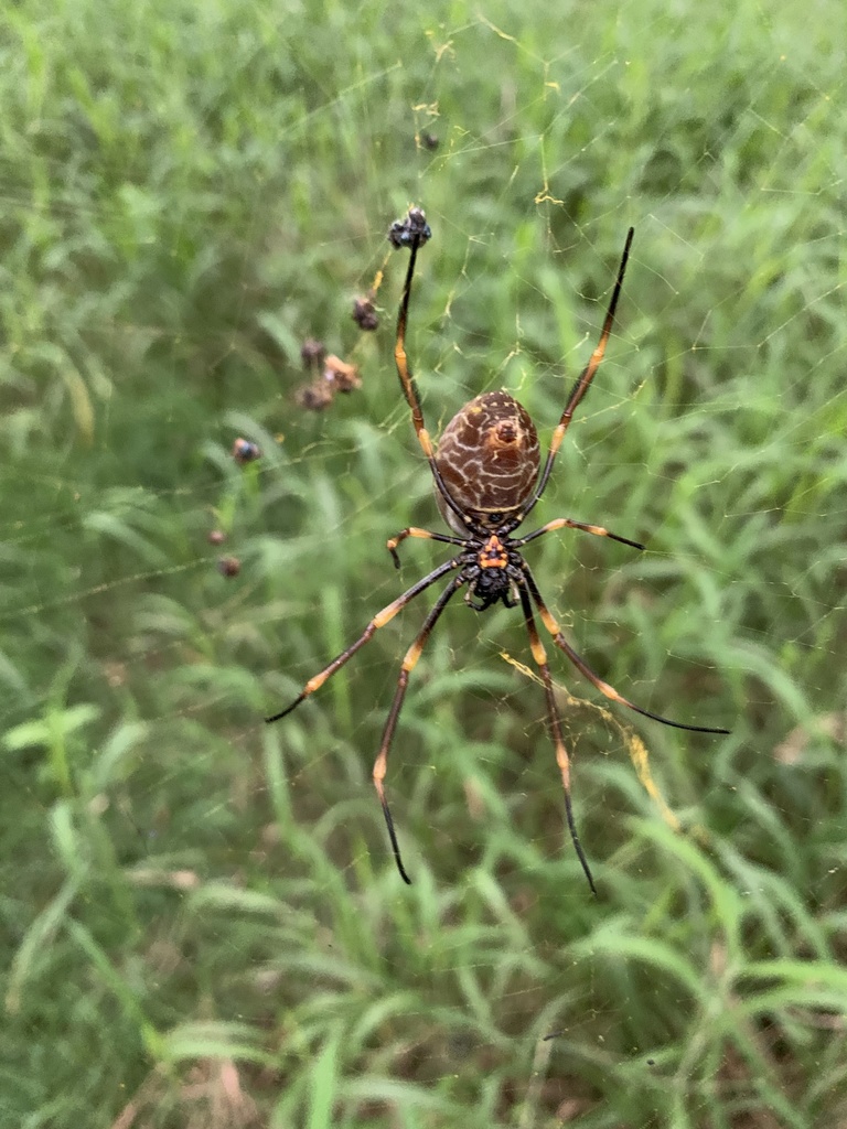 Tiger Spider from Glynton Rd, Riverbend, QLD, AU on April 16, 2022 at ...
