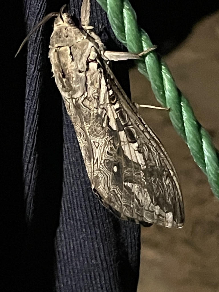 Red-gum Ghost Moth from Western Ward, Torrumbarry, VIC, AU on April 18 ...