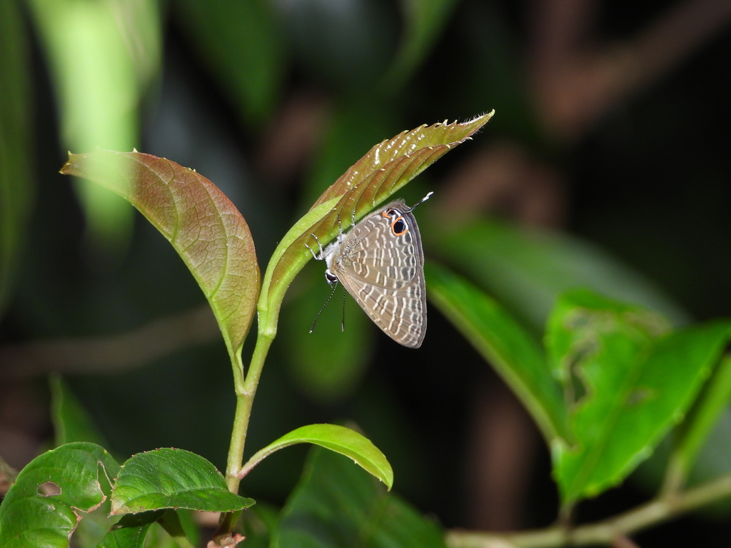 Transparent 6-line Blue from Central Water Catchment, Singapore on ...