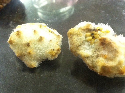 Observaciones de zbeck · NaturaLista Colombia