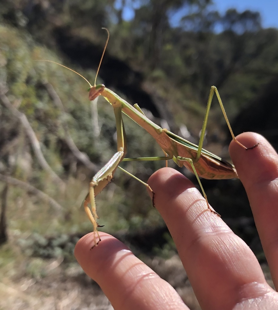 Purple-winged Mantis from Morialta Conservation Park, Woodforde, SA, AU ...