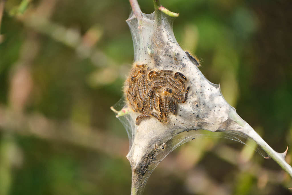 Brown-tail Moth from Chickerell, Weymouth, UK on April 16, 2022 at 09: ...