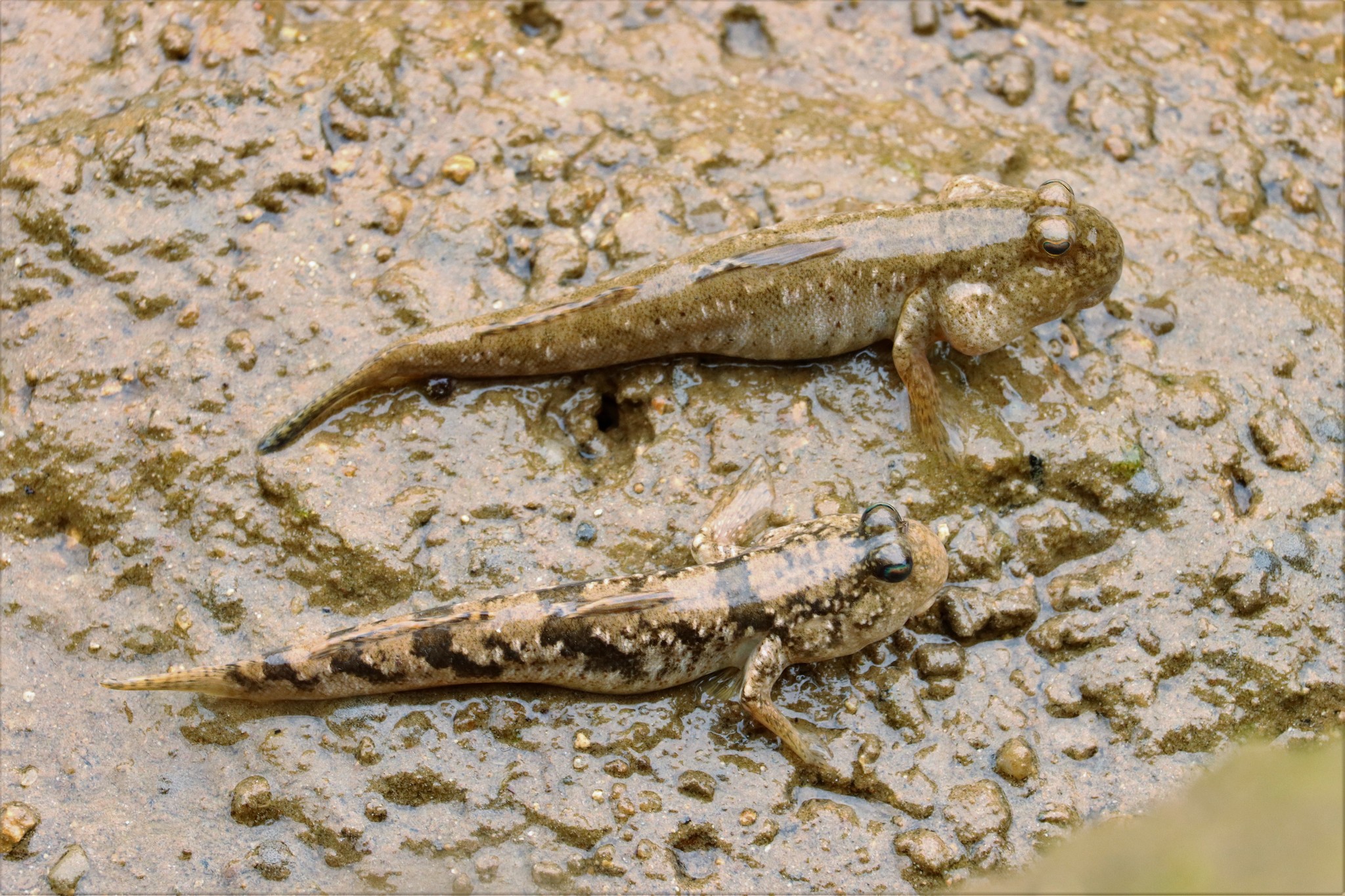 Periophthalmus modestus Cantor, 1842