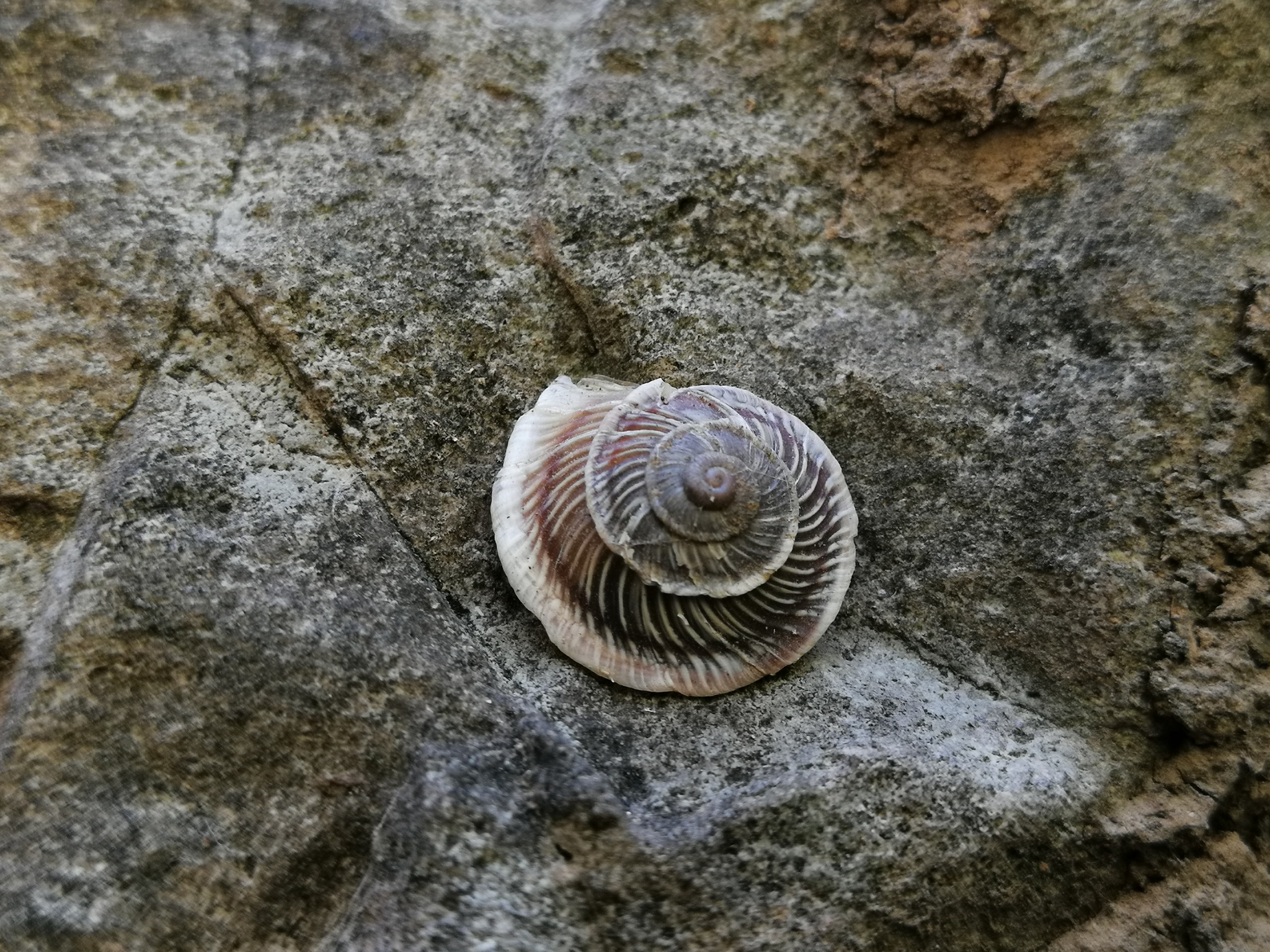 Pseudiberus Ancey, 1887