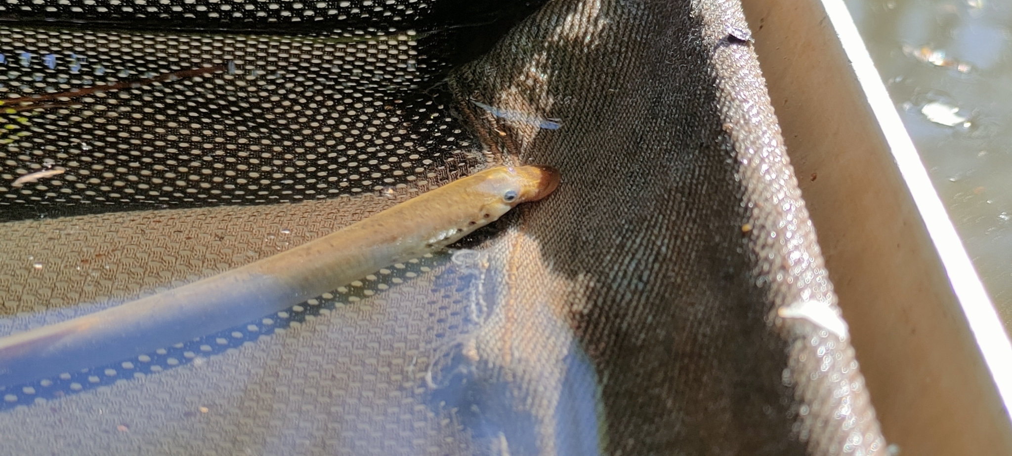 Lethenteron zanandreai (Vladykov, 1955)