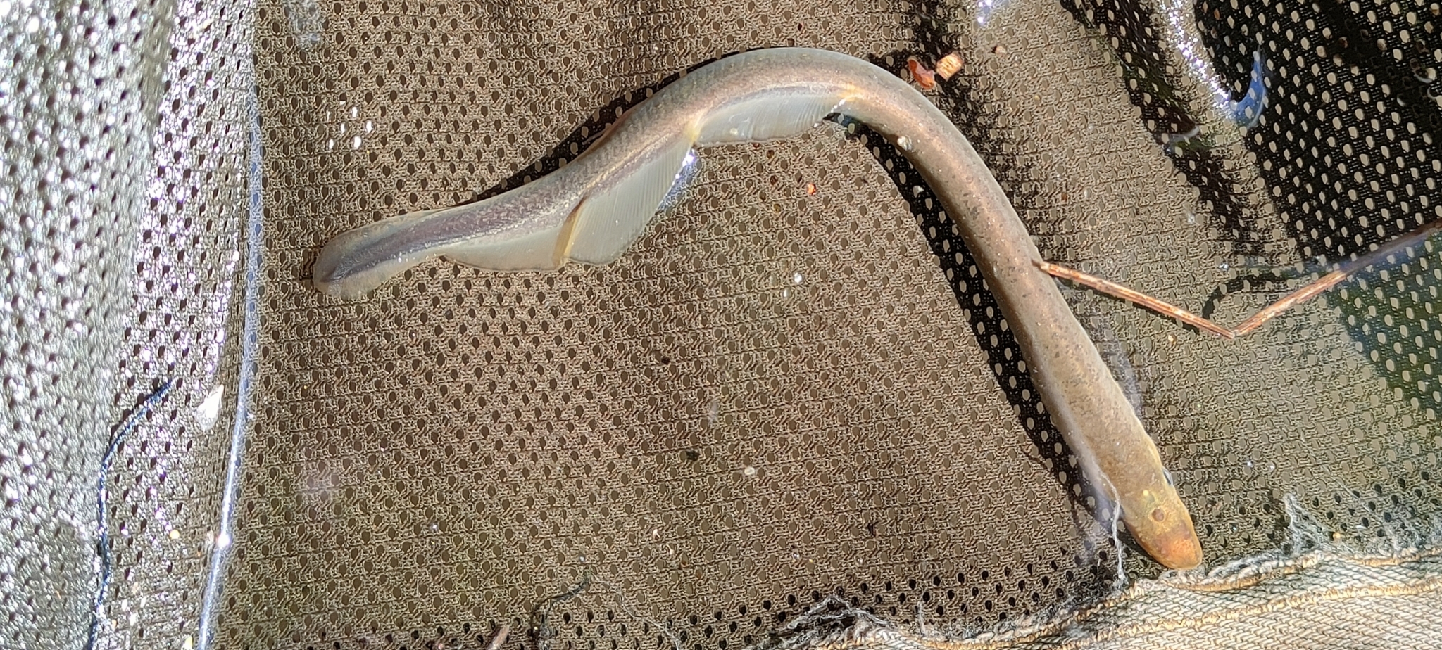 Lethenteron zanandreai (Vladykov, 1955)