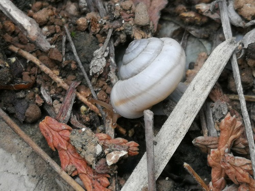 Cathaica richthofeni · iNaturalist Mexico