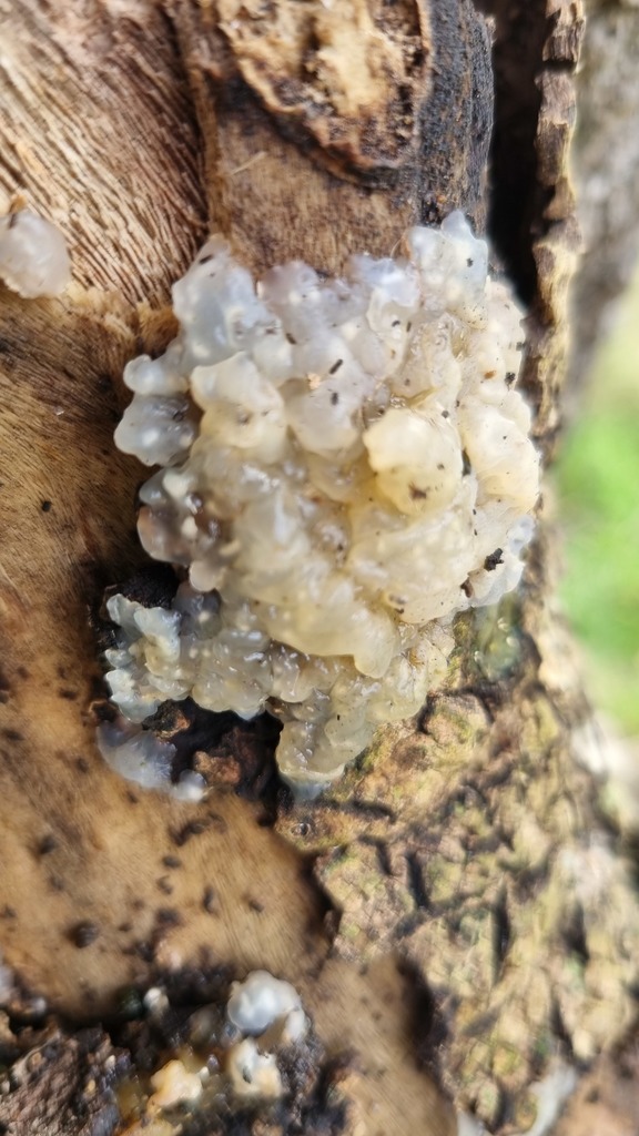 Crystal Brain Fungus from Purau, New Zealand on April 18, 2022 at 03:32 ...