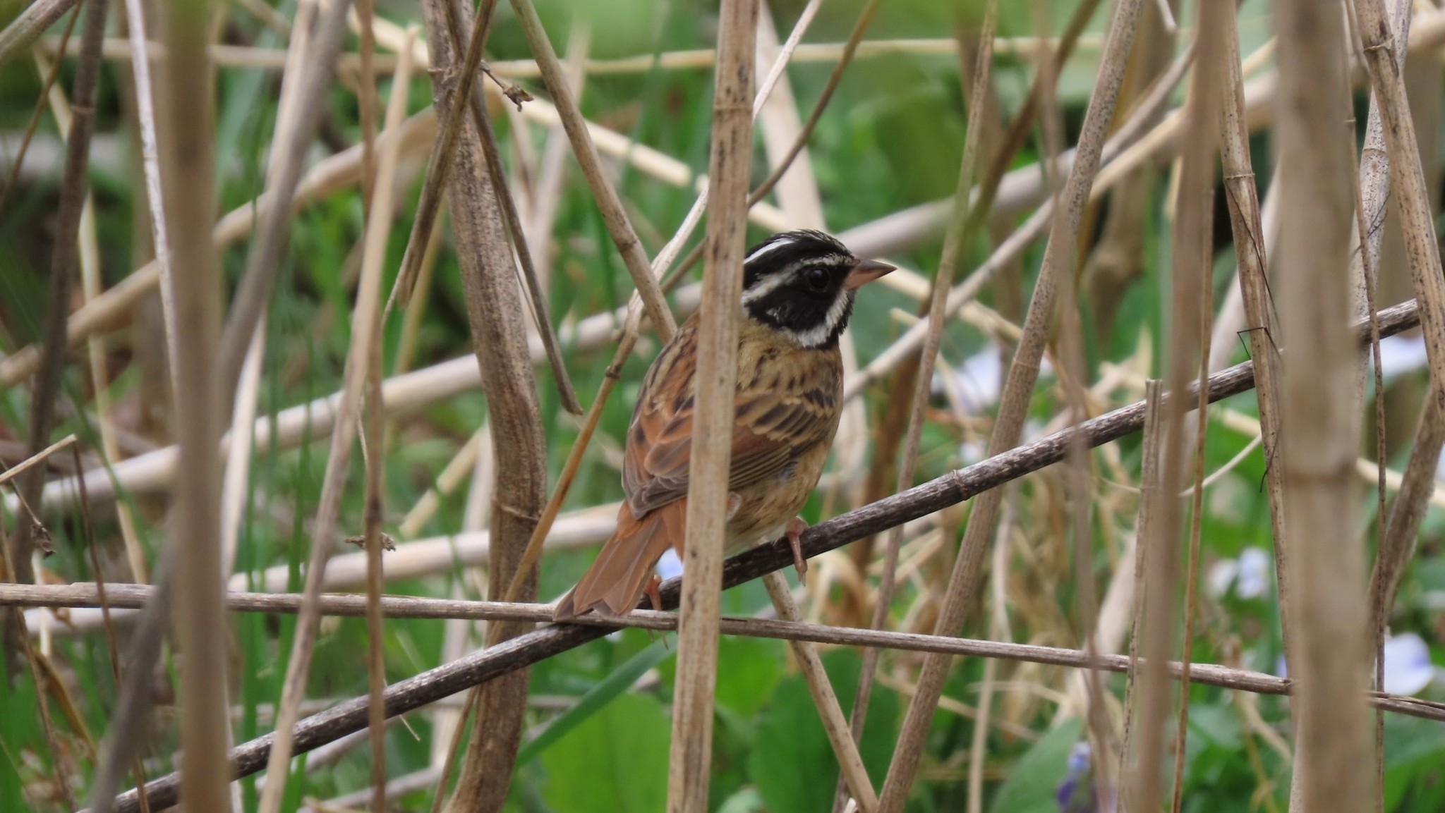 Emberiza tristrami Swinhoe, 1870