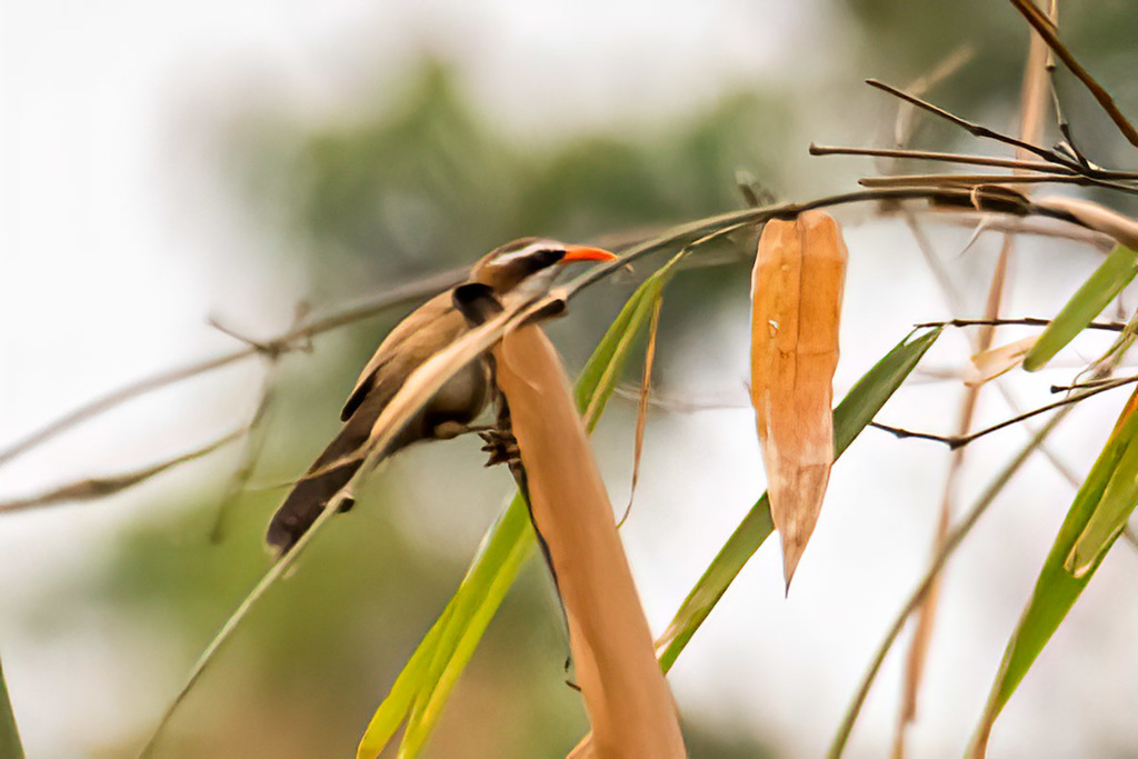 Red-billed Scimitar-Babbler from Mishmi Hills (including areas till the ...