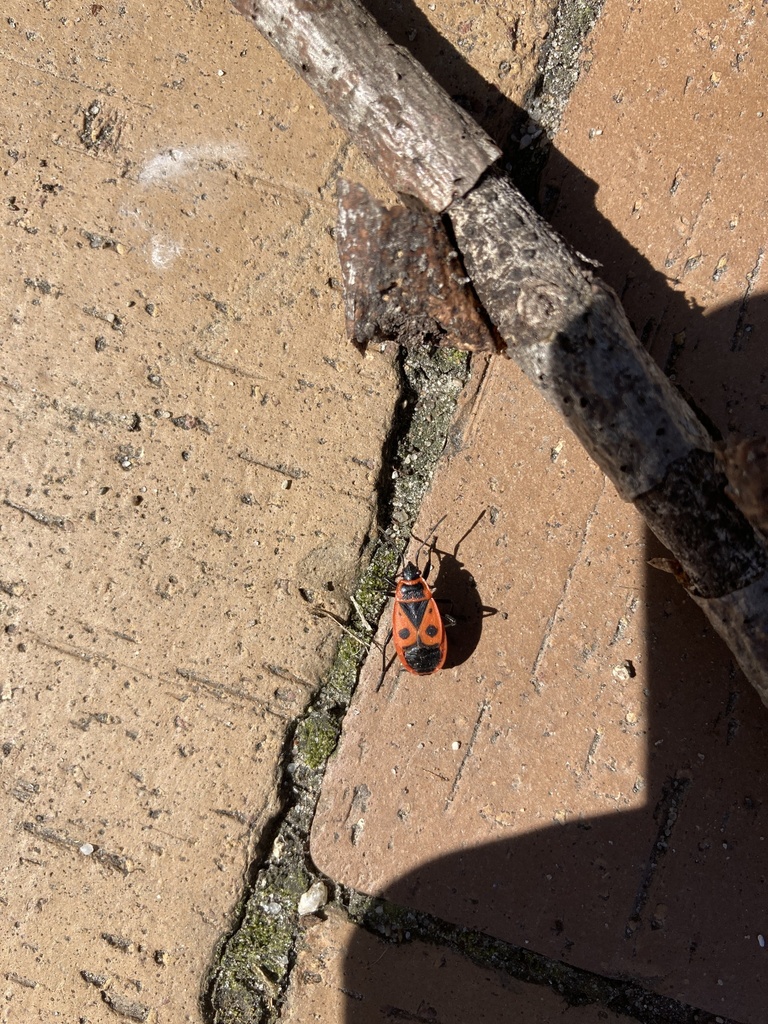 European Firebug from Fyn, Odense M, Syddanmark, DK on April 18, 2022 ...