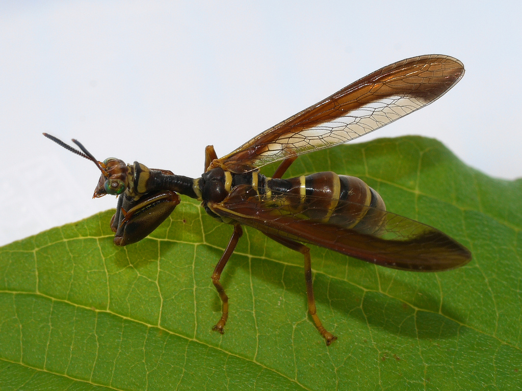 Wasp Mantidfly (Insects of Ohio) · iNaturalist
