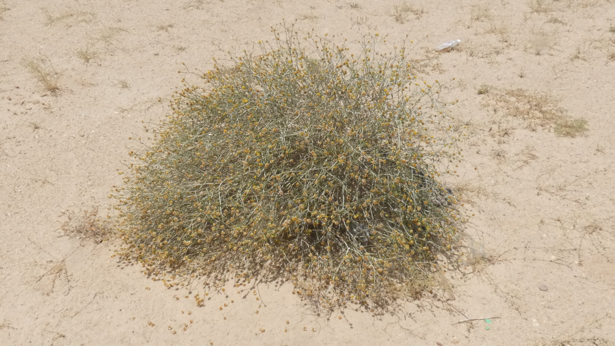 Rhanterium epapposum Oliv.