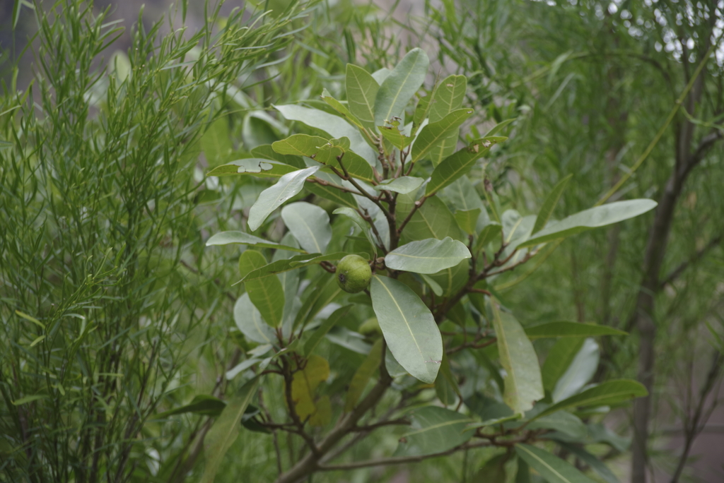 Ficus polyphlebia from Ambalavao, Madagascar on March 12, 2022 at 12:40 ...