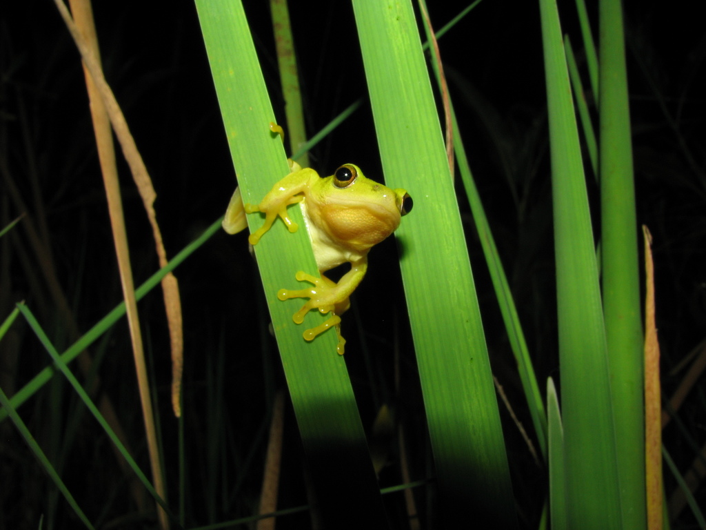 Tinker Reed Frog from Ehlanzeni, South Africa on March 16, 2009 at 07: ...