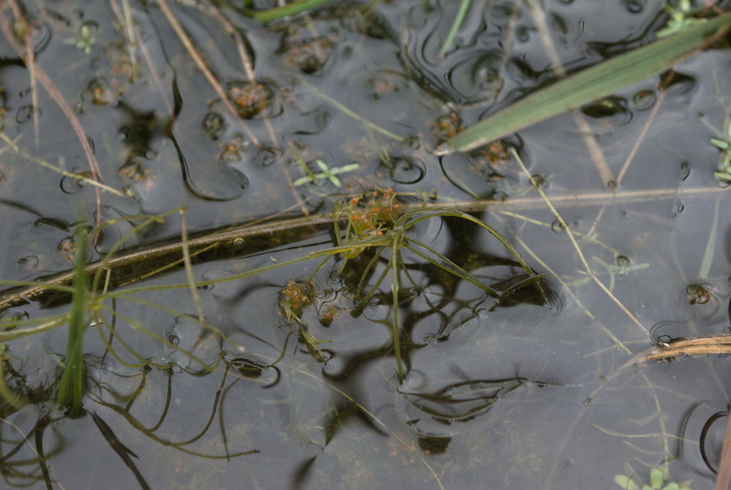 Stonewort from Cornwall, UK on April 17, 2022 at 02:09 PM by Billy ...