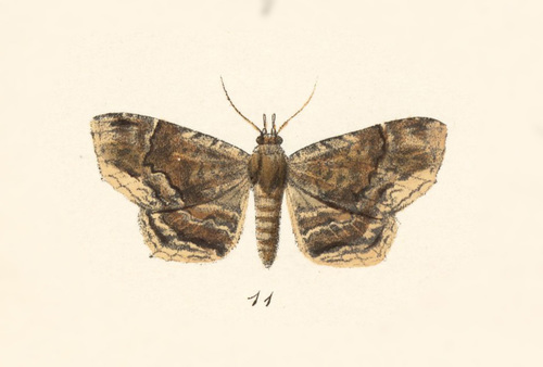 Helia lampetia · iNaturalist United Kingdom