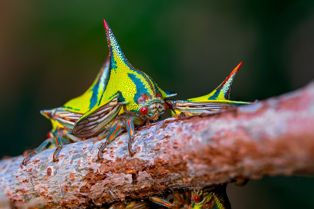 Thorn Treehopper from Stuart on March 18, 2022 at 10:01 PM by ...