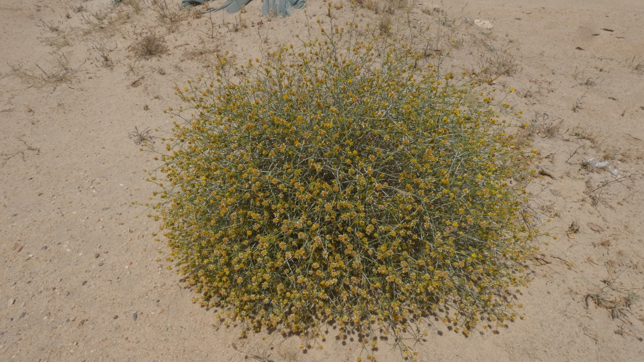 Rhanterium epapposum Oliv.