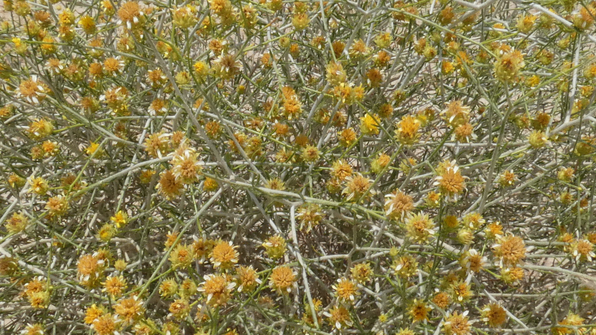 Rhanterium epapposum Oliv.