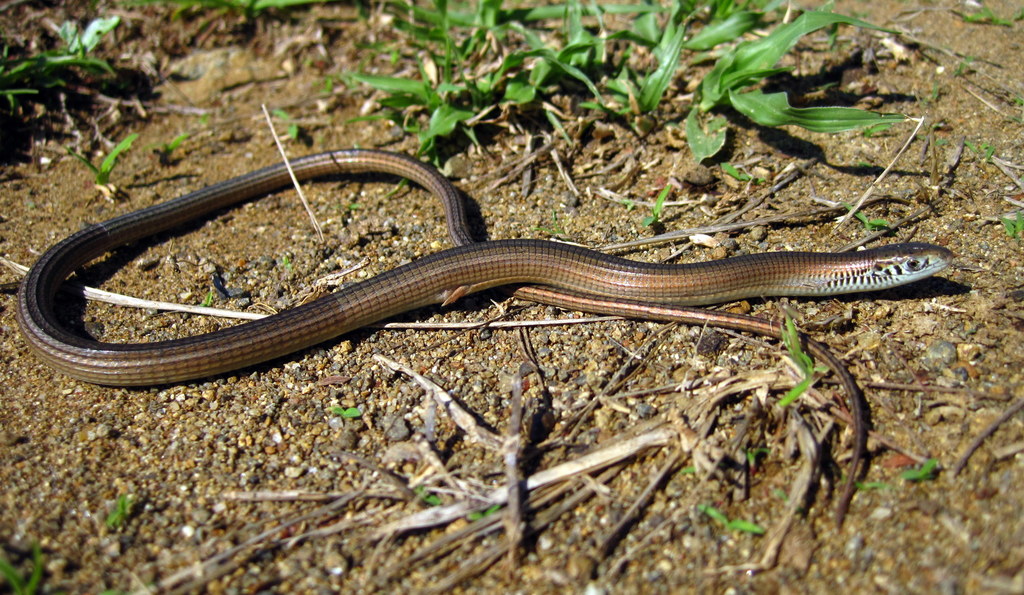 African Long-tailed Seps from North Uthungulu, South Africa on October ...