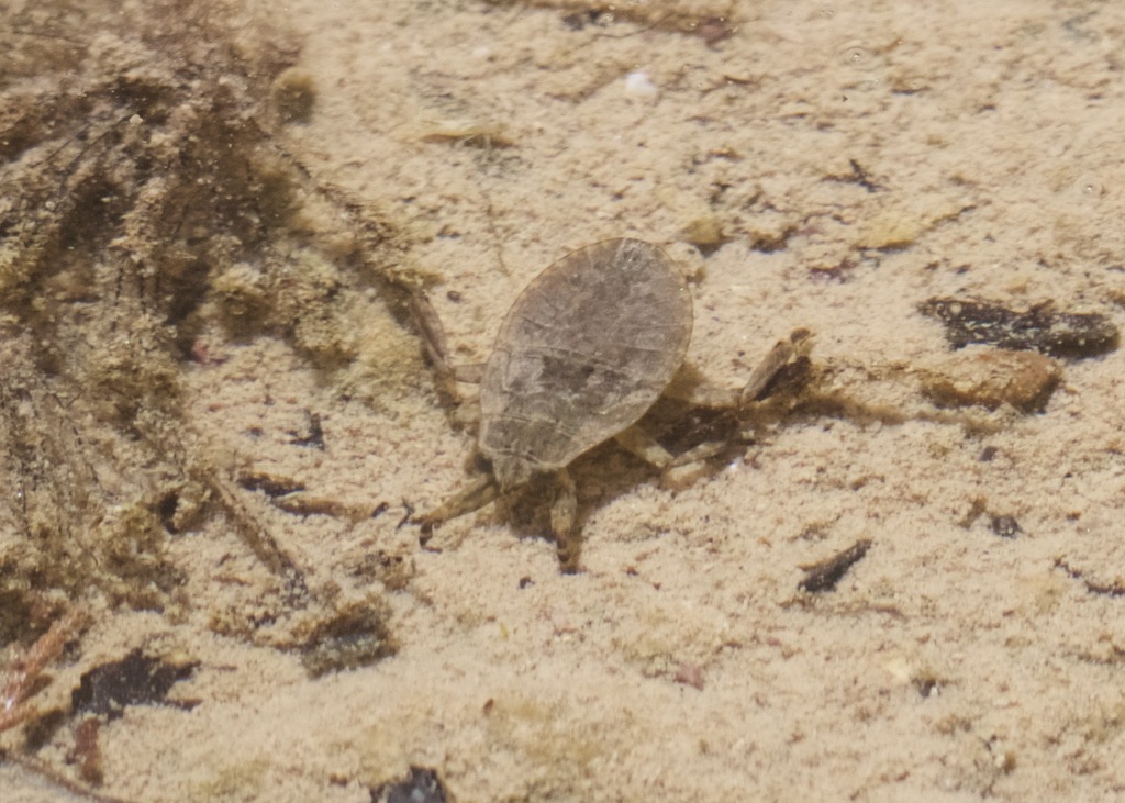 Abedus from アメリカ合衆国 アリゾナ州 シエラビスタ on July 08, 2020 at 11:35 AM by kanayo ...