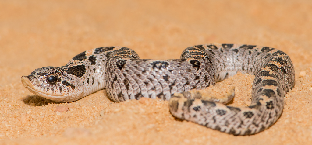 Southern Hognose Snake (Heterodon simus) - Snakes and Lizards