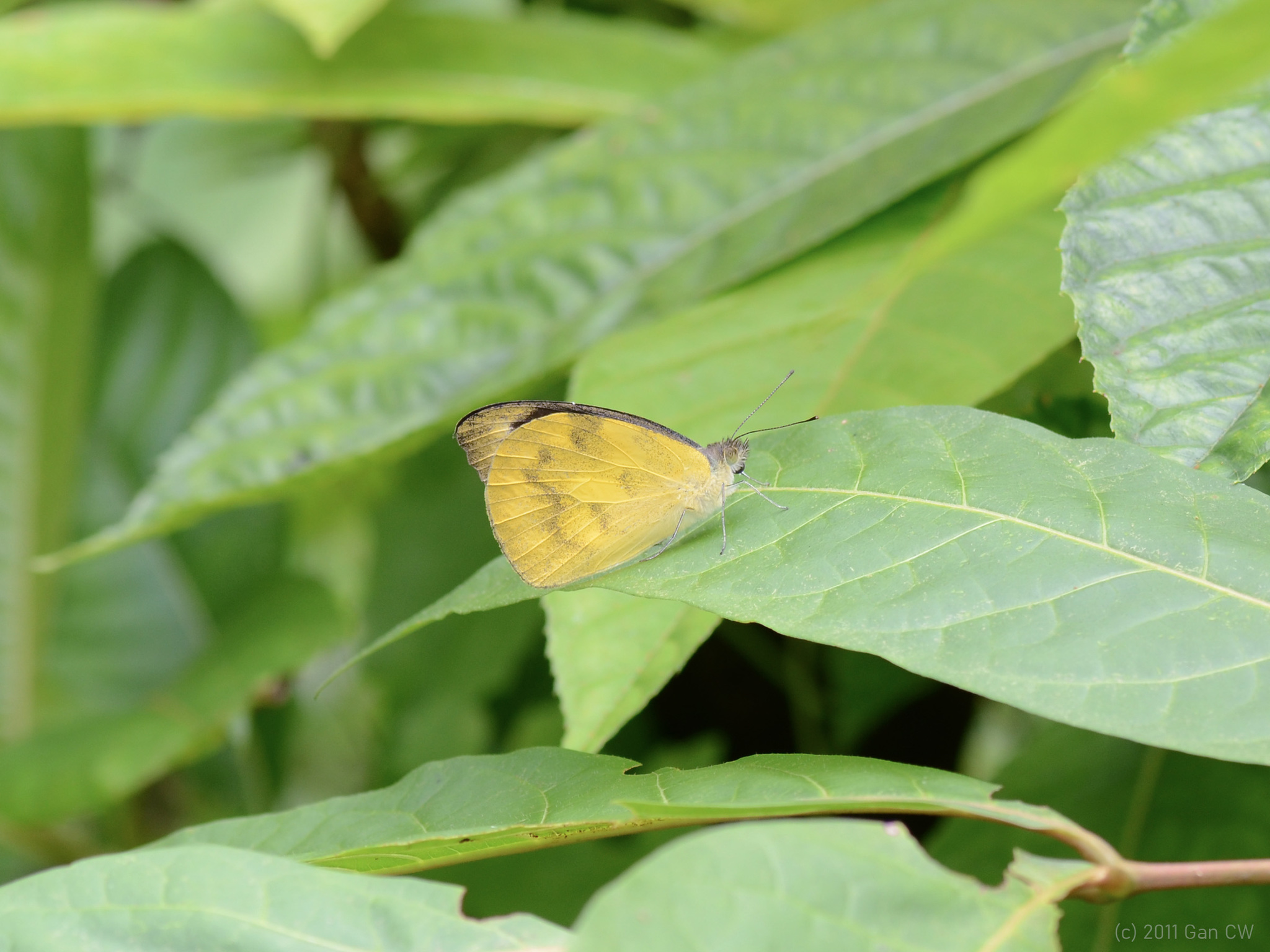 Appias pandione (Geyer, 1832)