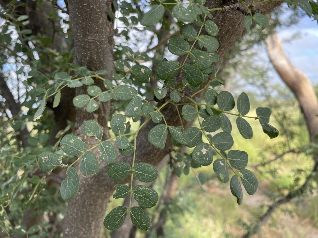 poison-pod false-thorn from Makgadikgadi Pans National Park, Central ...