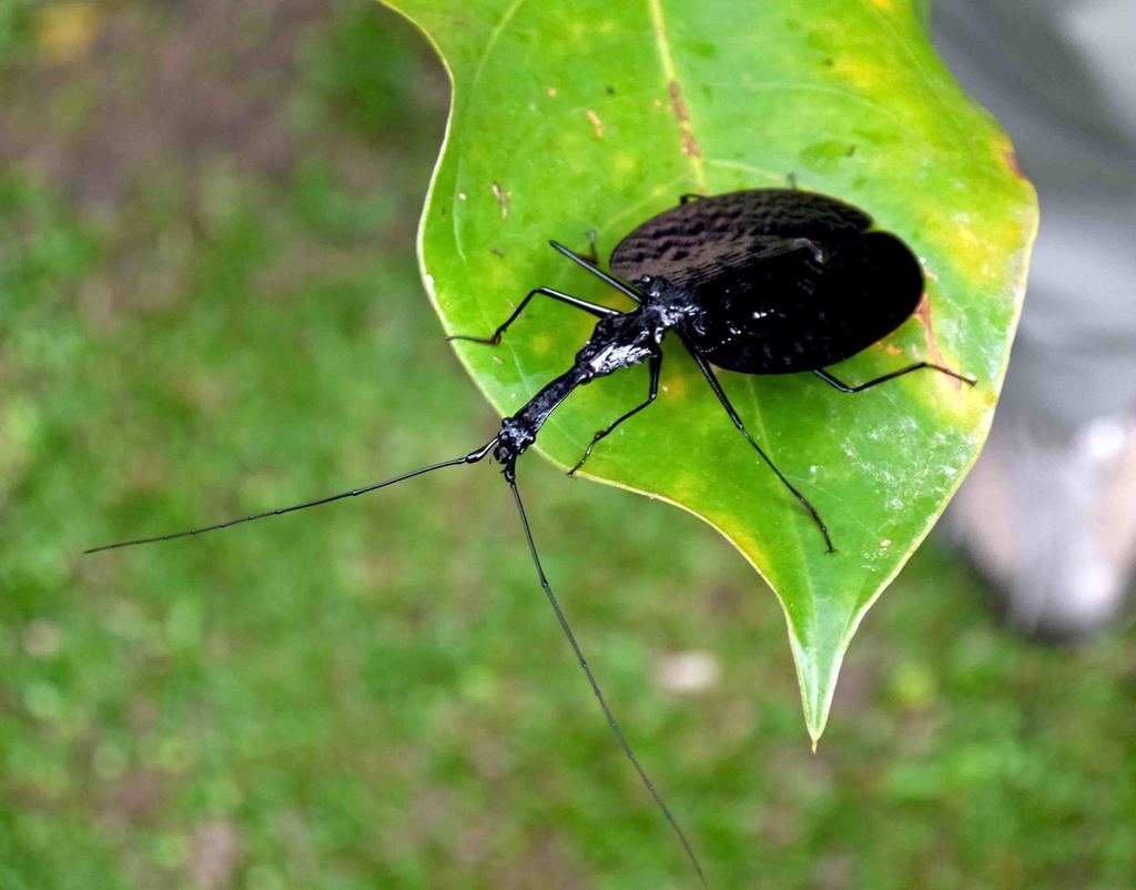 Java Fiddle Beetle from Fraser's Hill, Pahang, Malaysia on May 02, 2011 at 04:45 PM by ...