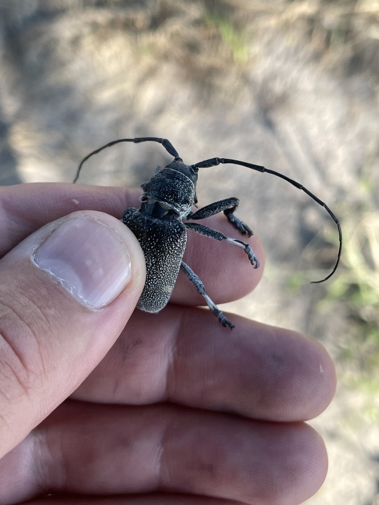 Pycnopsis brachyptera piperita from Makgadikgadi Pans National Park ...