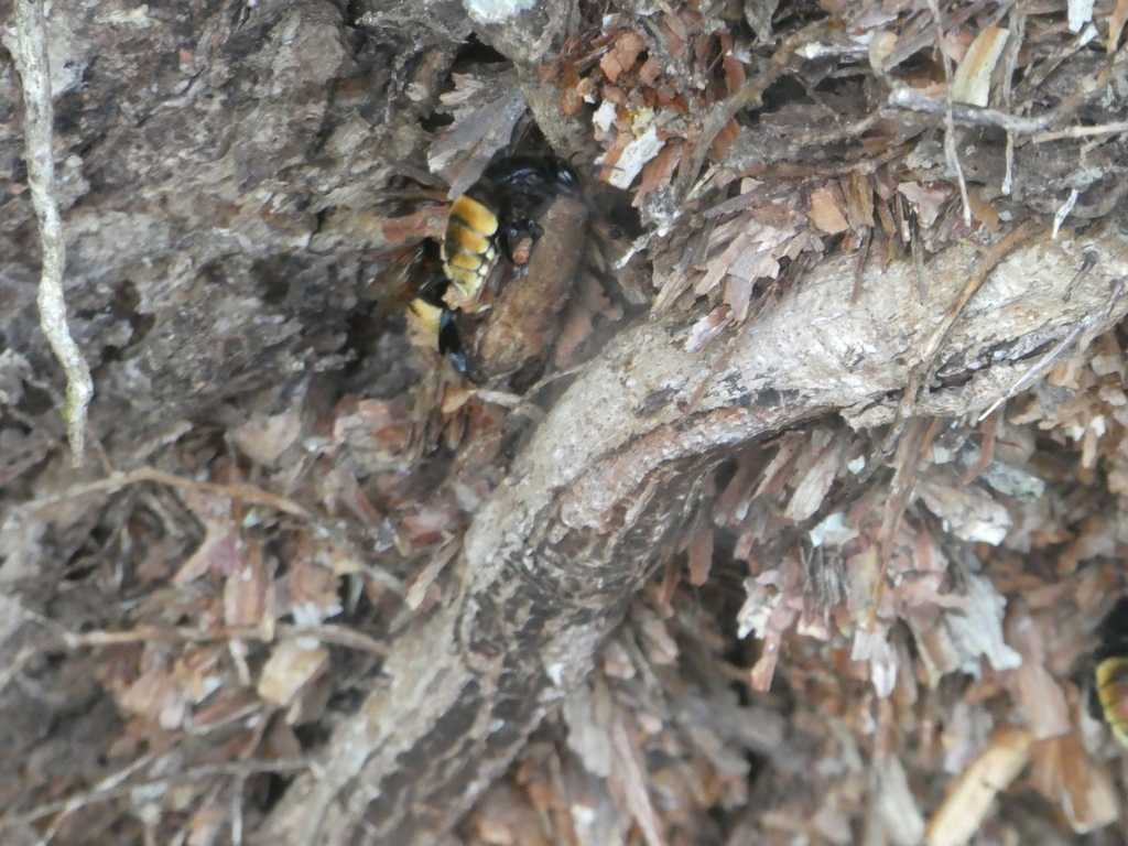 Eulaema polychroma from Finca Florida antiguo Rio Sierpe Lodge ...