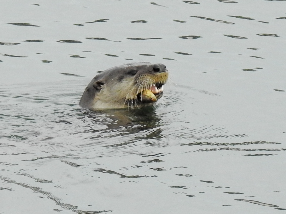North American River Otter from Quarry Place Baltimore County, MD, USA ...