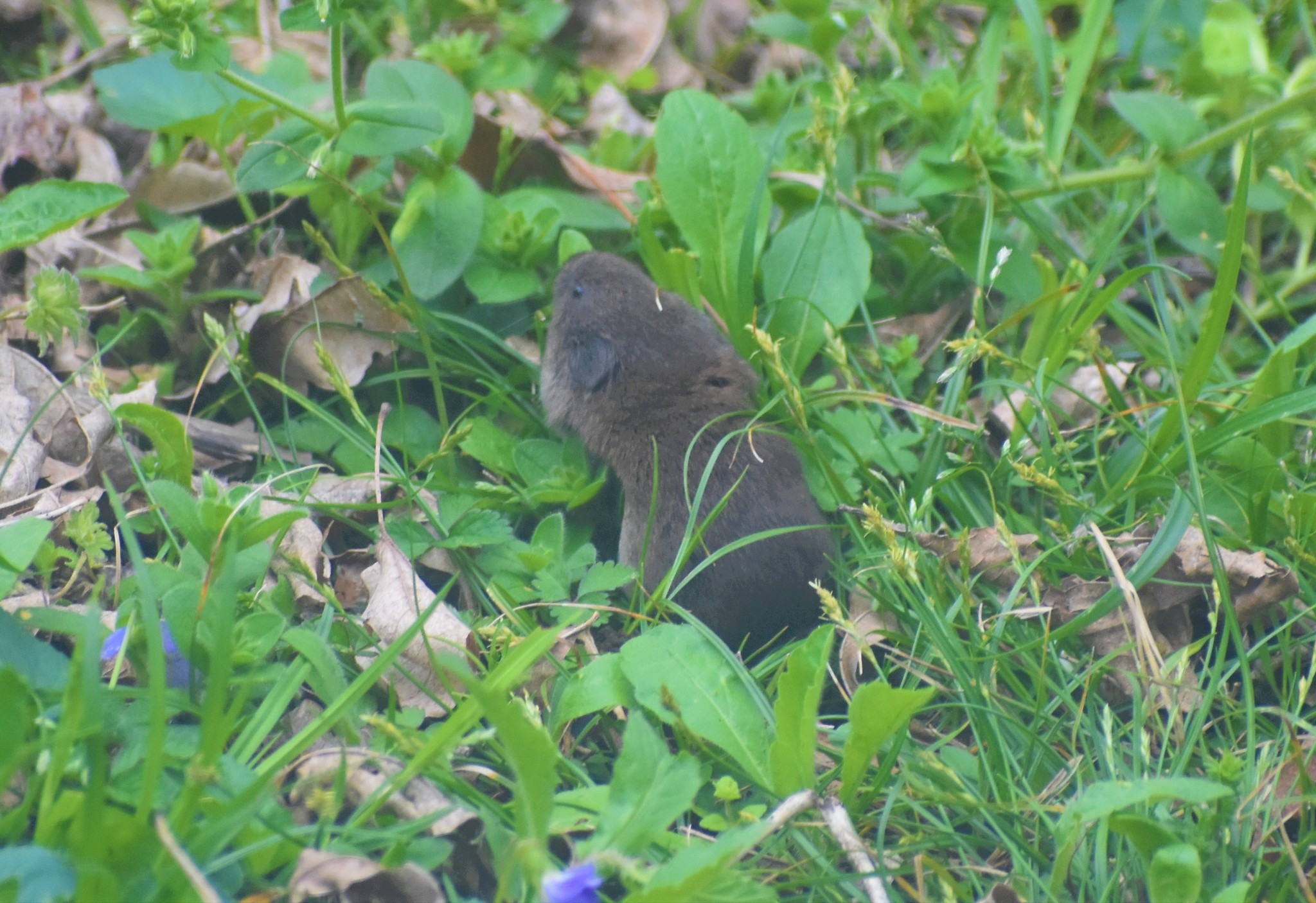 Microtus pinetorum (Le Conte, 1830)