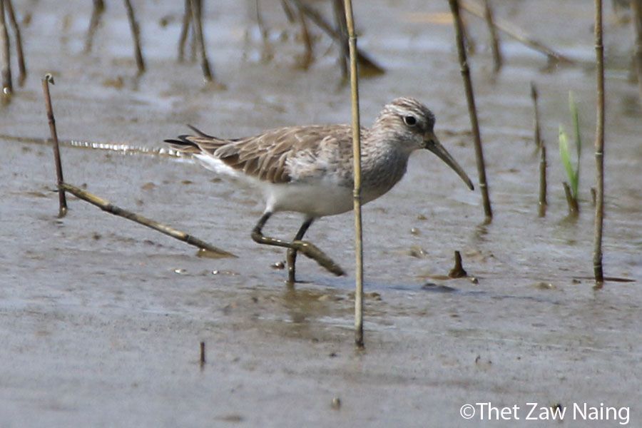 Calidris Sandpipers from Pyapon, Myanmar (Burma) on December 14, 2018 ...