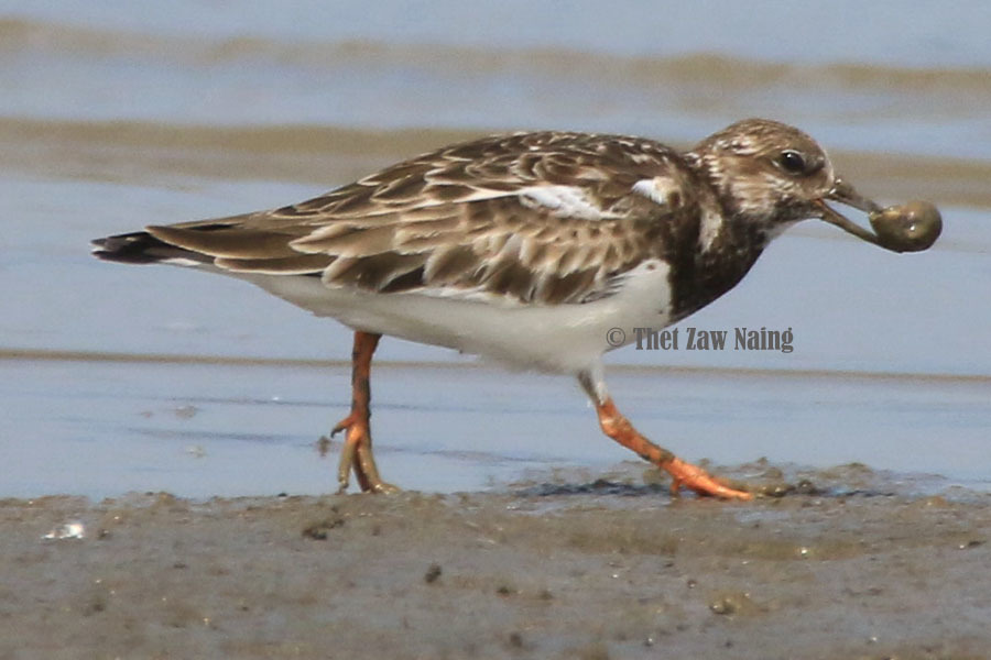 Ruddy Turnstone from Pyapon, Myanmar (Burma) on December 14, 2018 at 11 ...