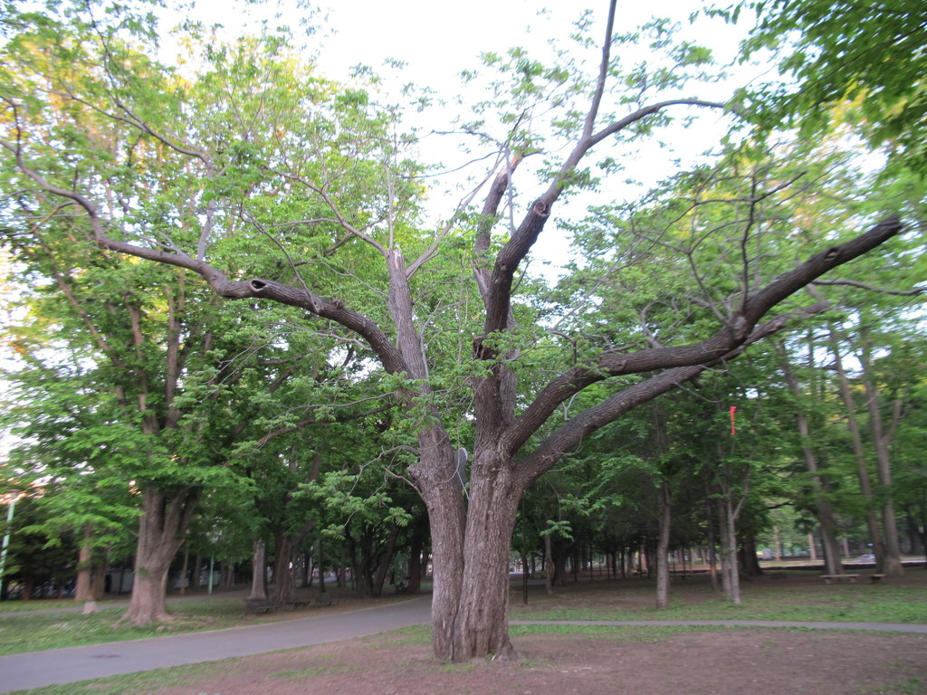 Japanese walnut (Juglans ailantifolia) - Botanical Realm