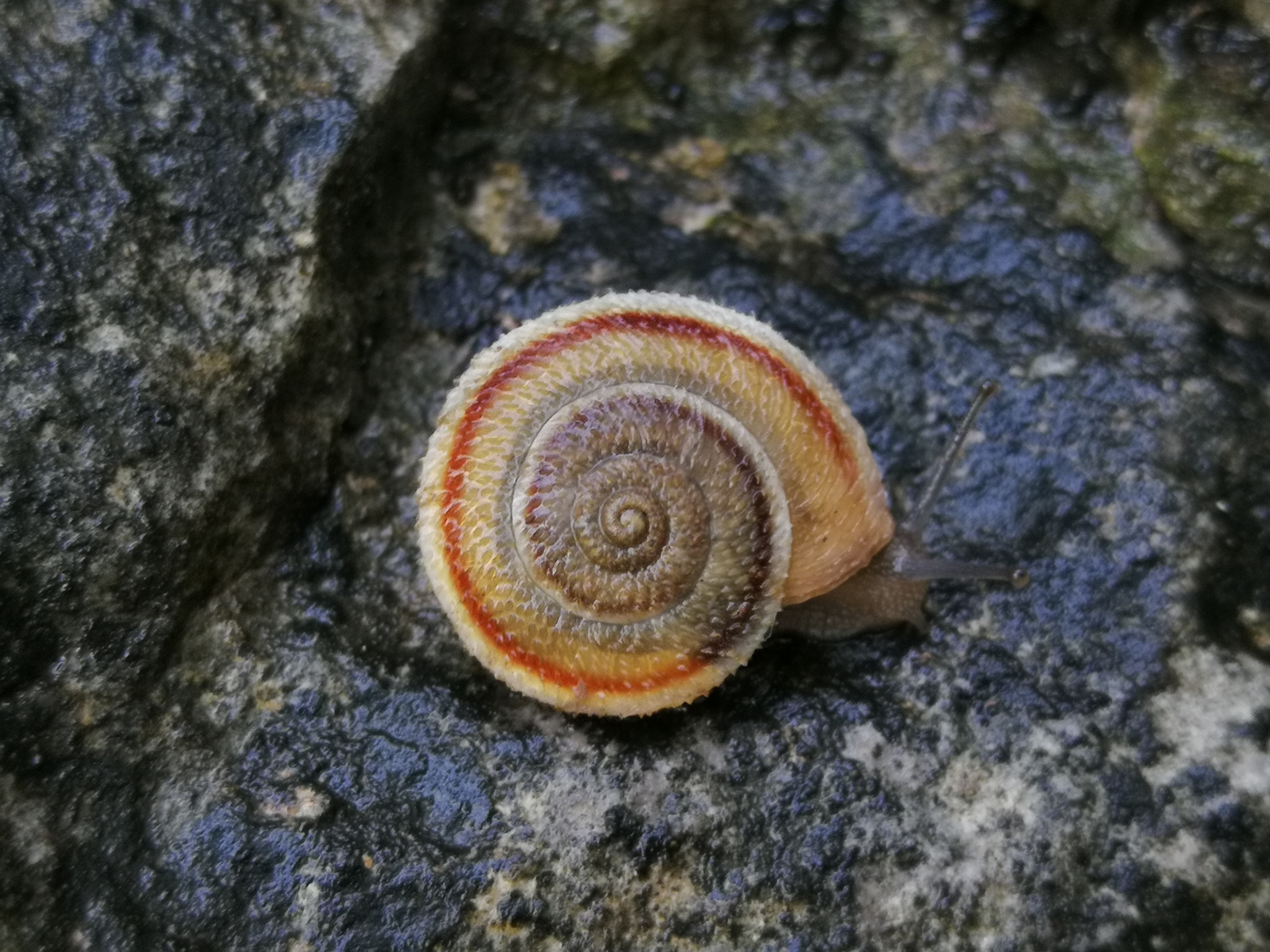 Pseudiberus Ancey, 1887