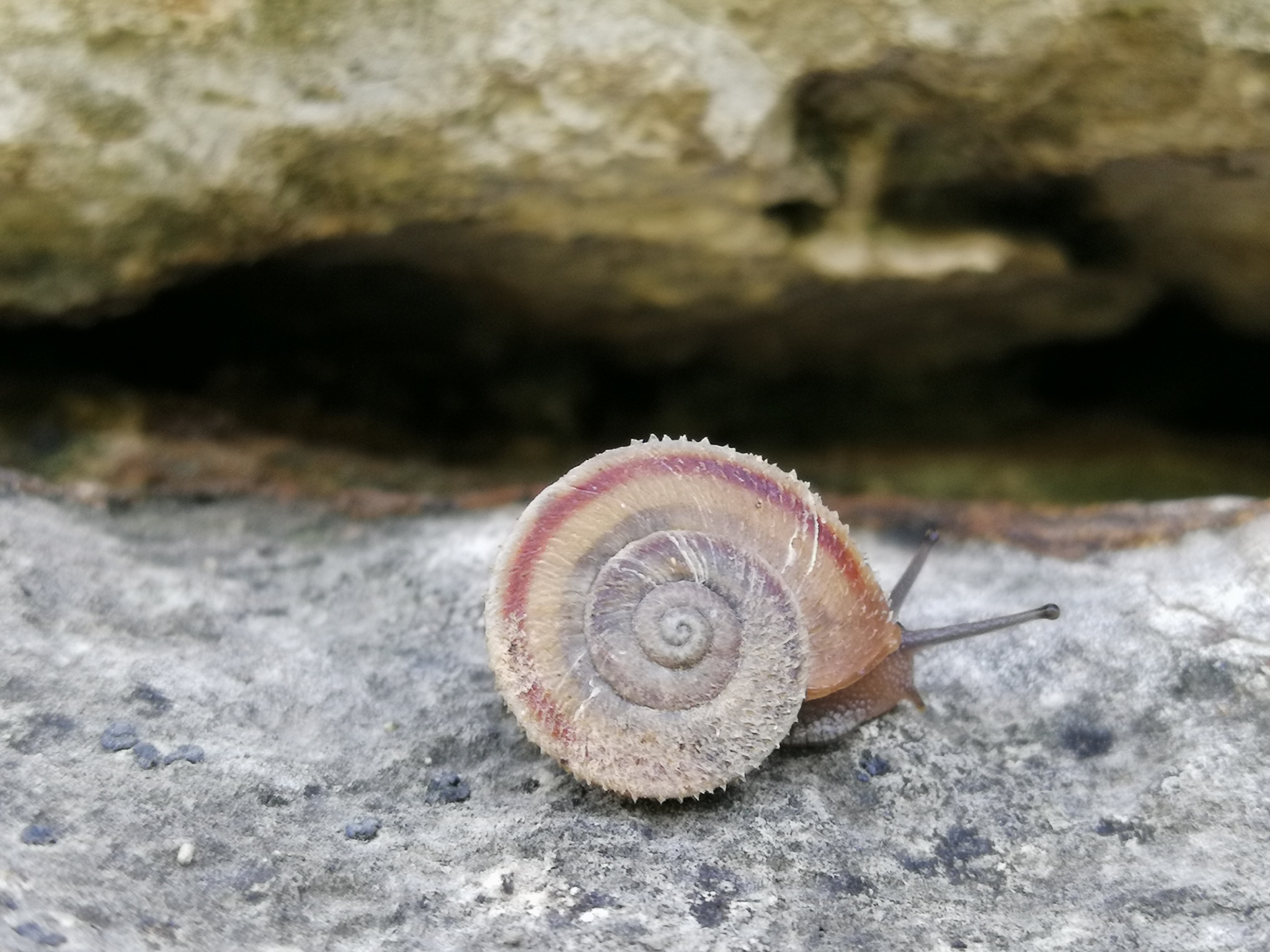 Pseudiberus Ancey, 1887