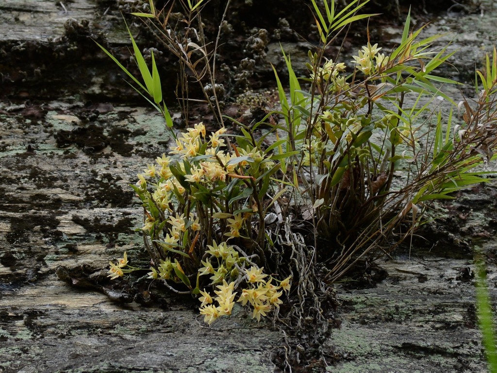 Dendrobium officinale in April 2022 by lecanorchis · iNaturalist