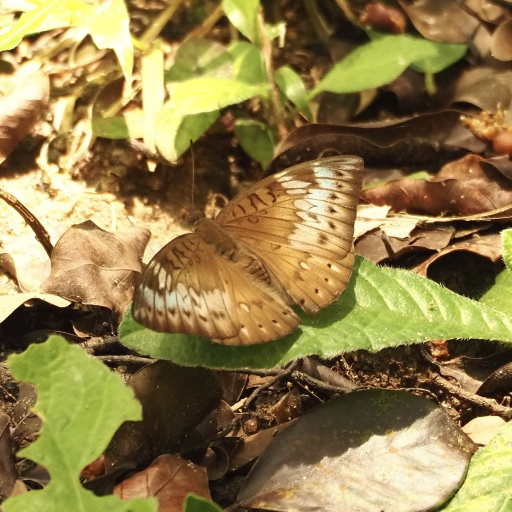Common Baron from Thung Tam Sao, Hat Yai District, Songkhla, Thailand ...