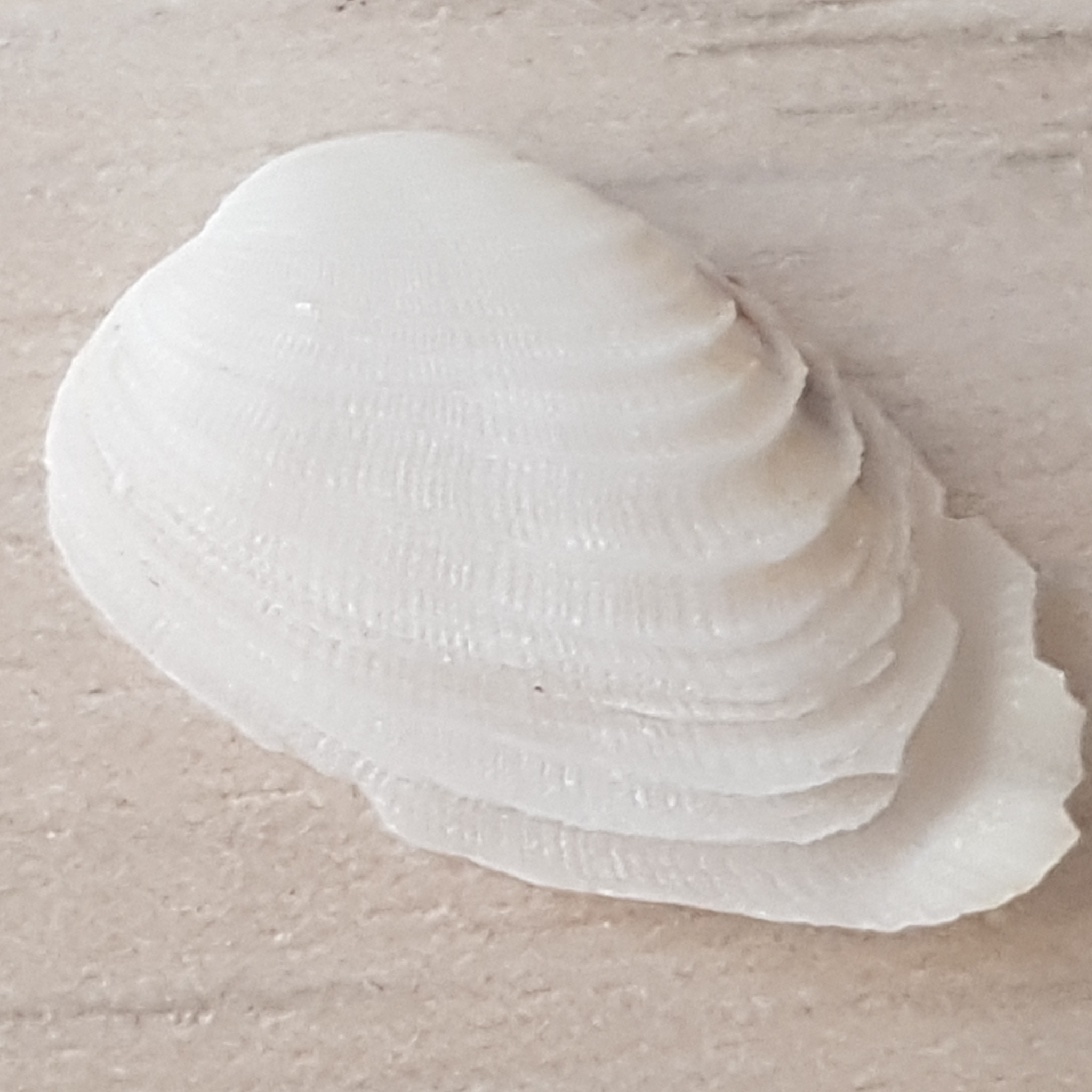 Irus irus (Linnaeus, 1758)