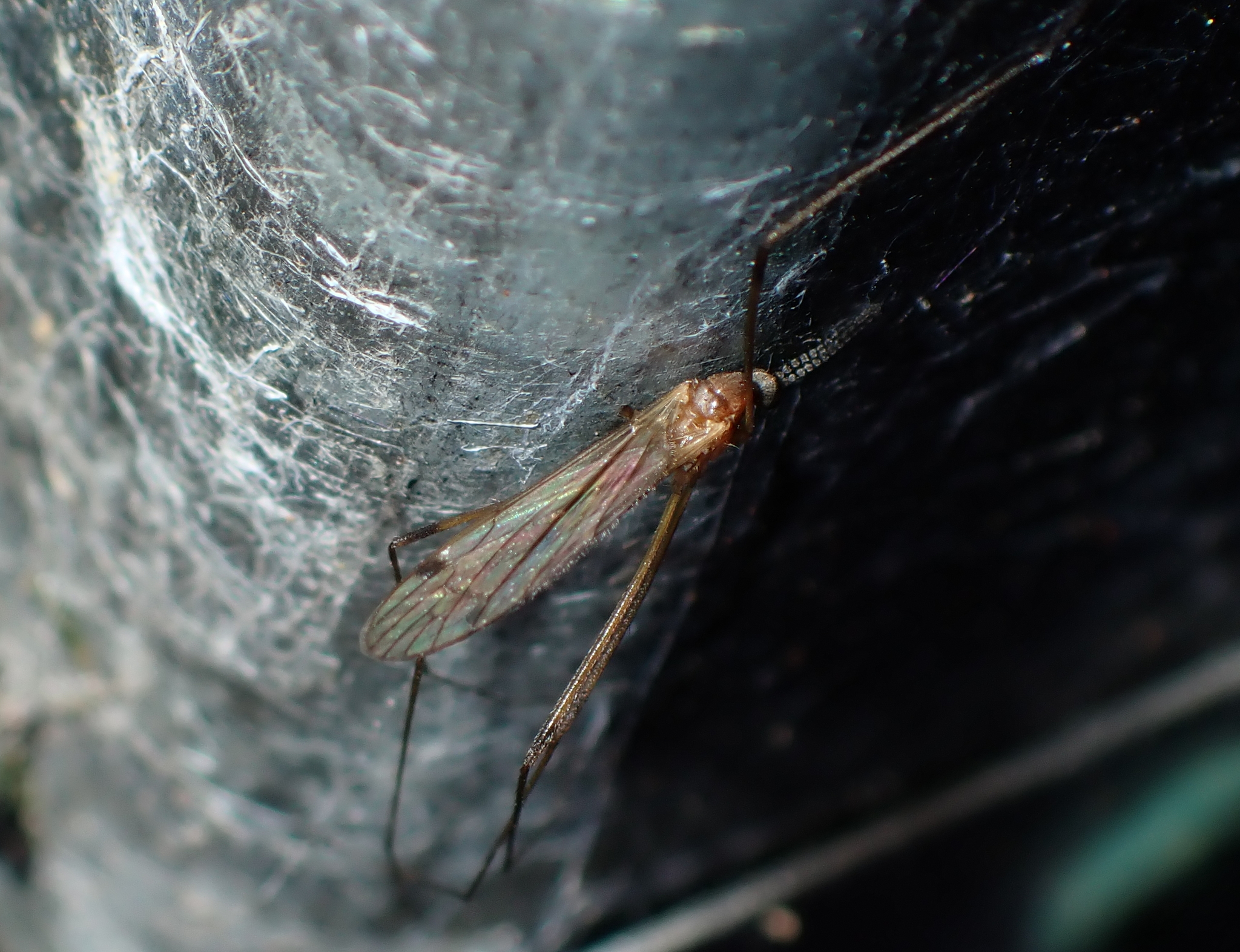 Dicranomyia Stephens, 1829